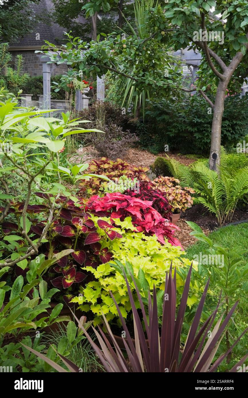 Brown Cordyline 'Coral' - Cabbage Palm, Magnolia stellata 'Pink ...