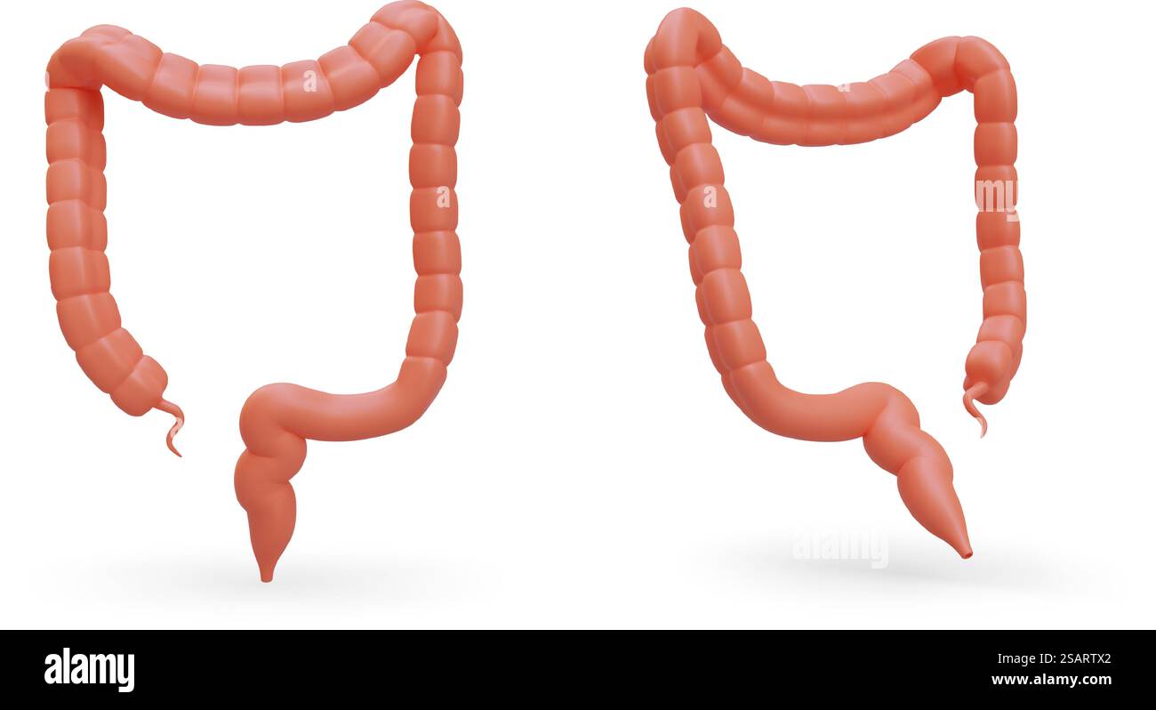 Human digestive large intestine back Cut Out Stock Images & Pictures ...