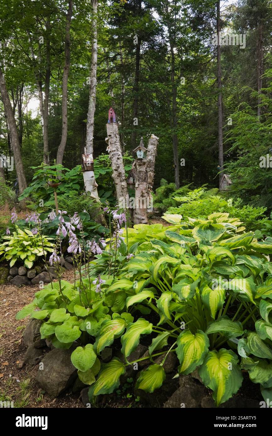 Hosta 'Emerald Ruff Cut' and woodland with birdhouses on Betula - Birch ...