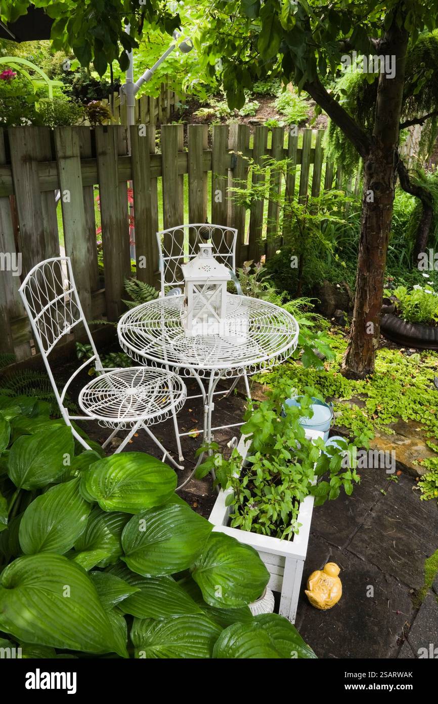 Hosta sieboldiana elegans and white metal bistro table and high back ...