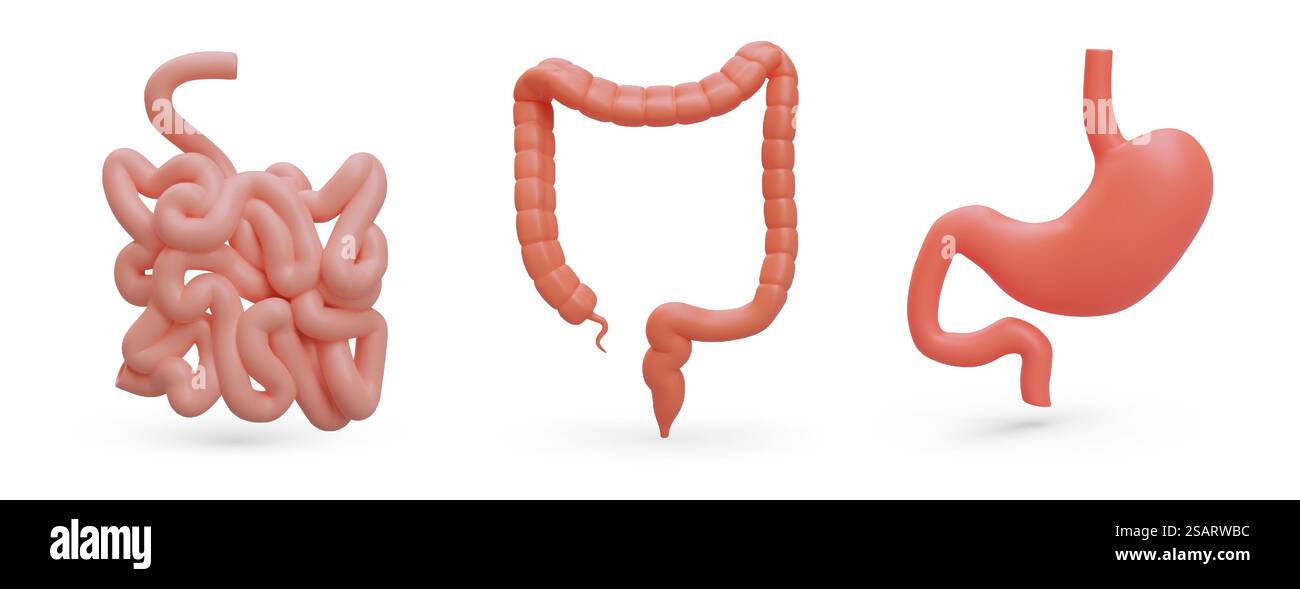 Set of realistic organs of gastrointestinal tract. Human digestive ...
