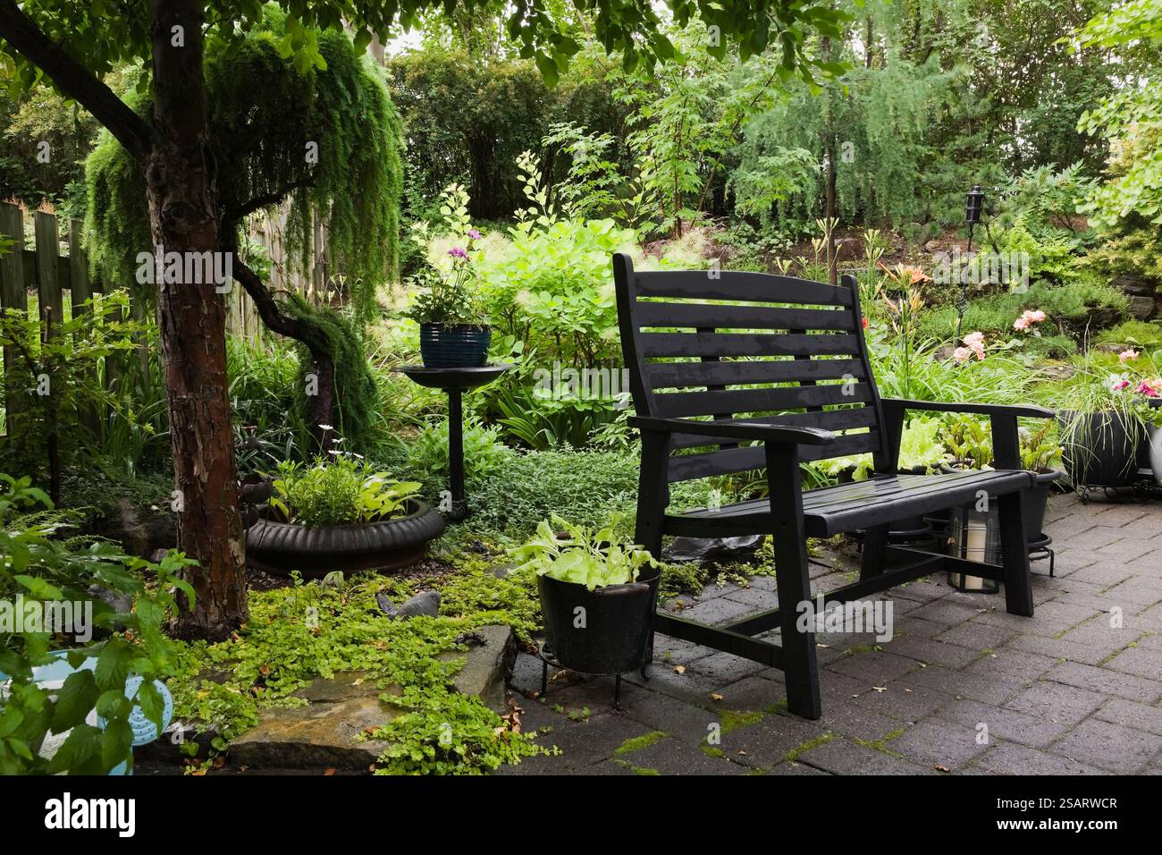 Black garden wooden bench on wet paving stones beneath a Malus - Apple ...