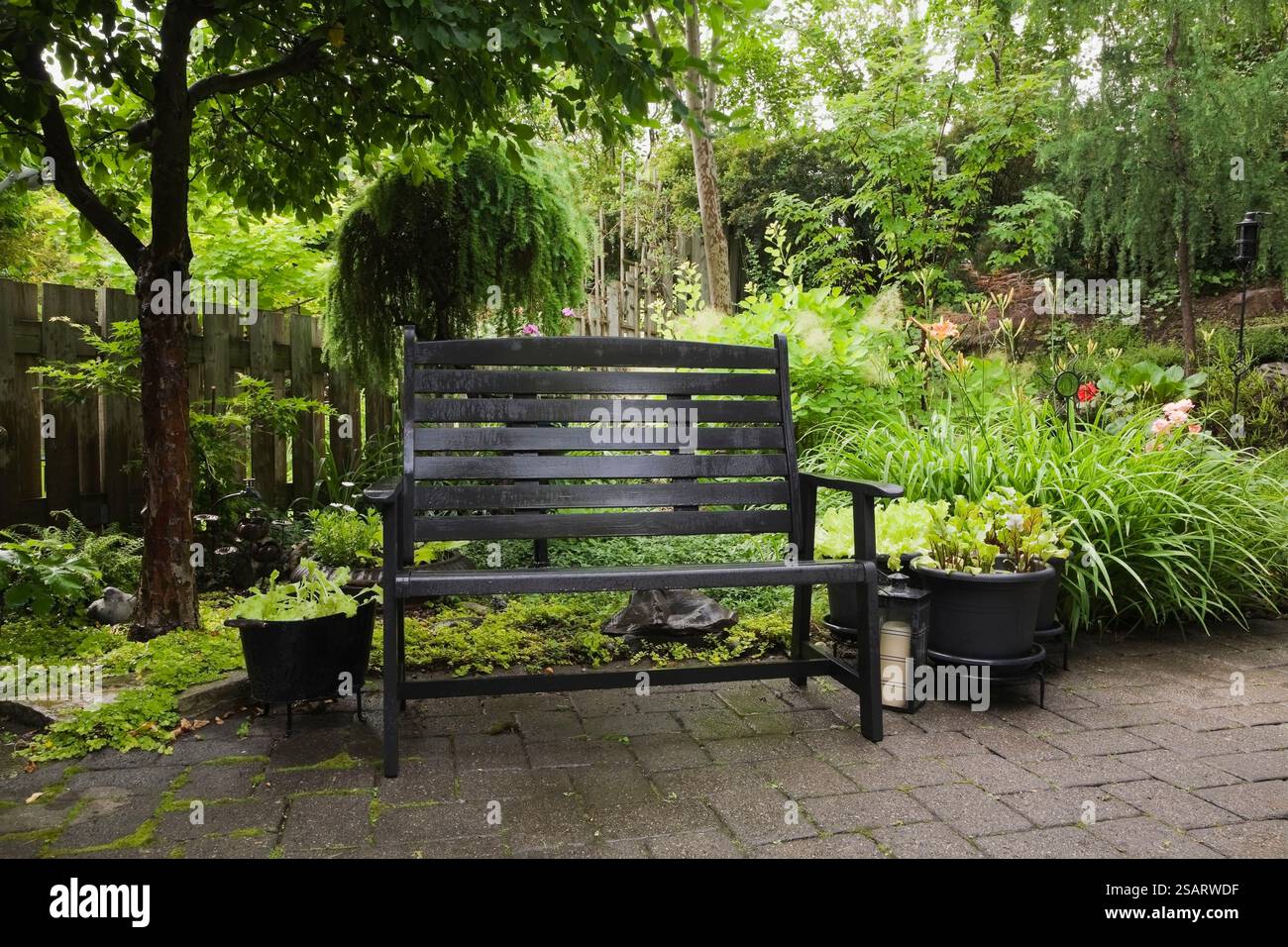 Black garden wooden bench on wet paving stones beneath a Malus - Apple ...