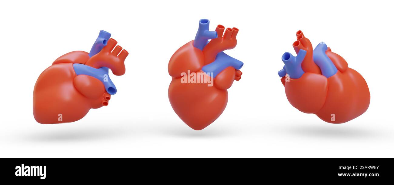 Set of realistic anatomically correct hearts in different positions ...