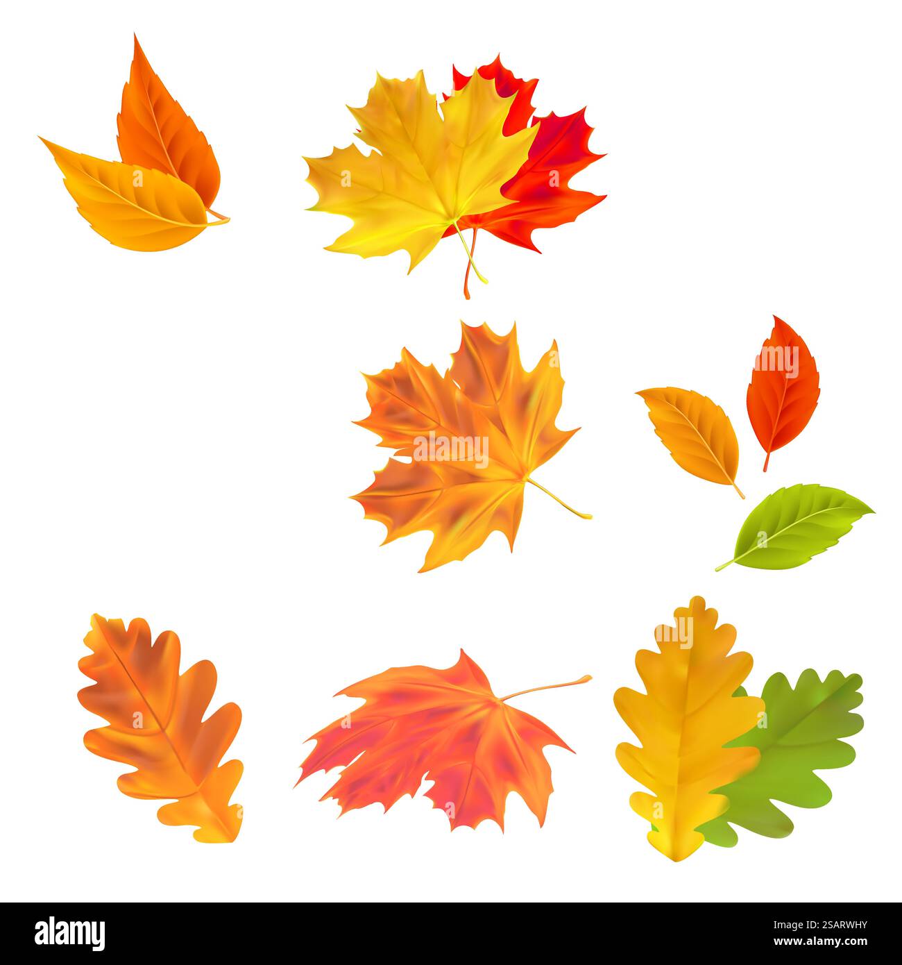 Set of realistic autumn leaves. Vector maple, oak and birch leaves isolated on white background ...