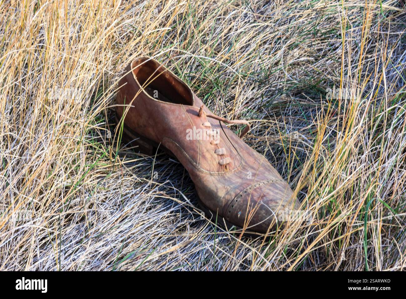 A shoe is laying on the ground in a field of tall grass. The shoe is ...