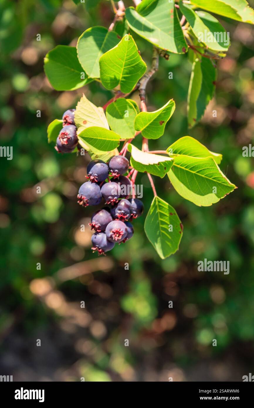 Saskatoon Berry plant and fruit Stock Photo - Alamy