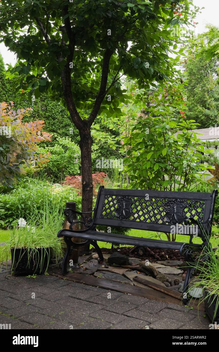 Black wooden and metal garden bench on light brown paving stones beneath Prunus - Cherry tree ...