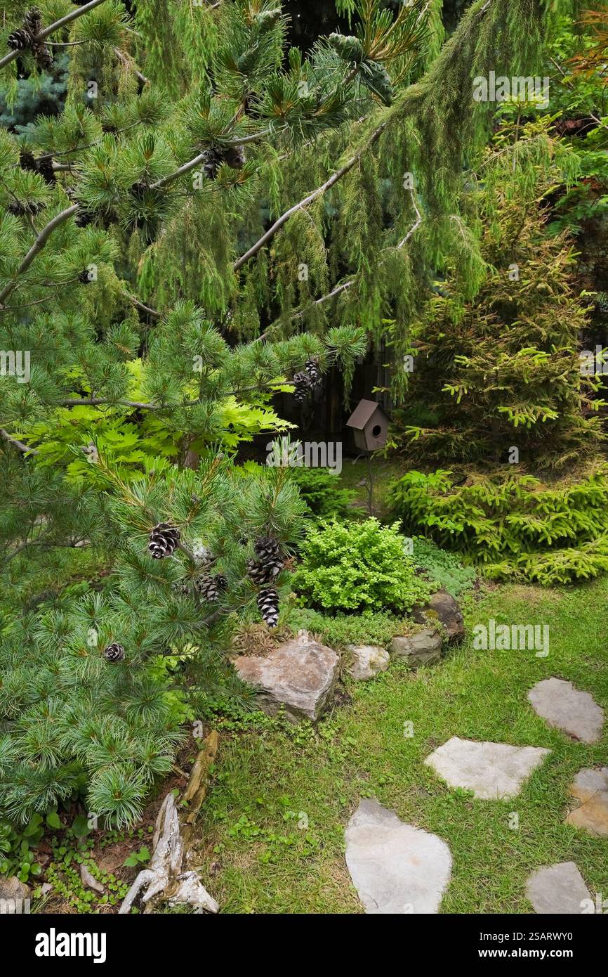 Flagstone path with Pinus parviflora glauca - Japanese White Pine ...