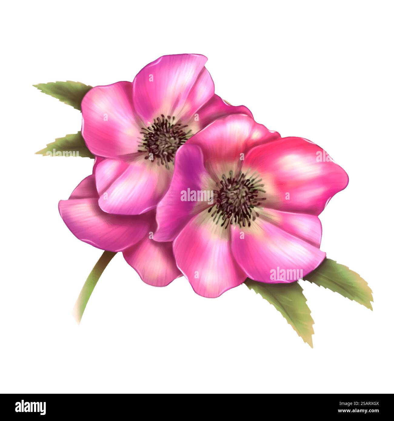 Rose flowers leaves on hi-res stock photography and images - Alamy