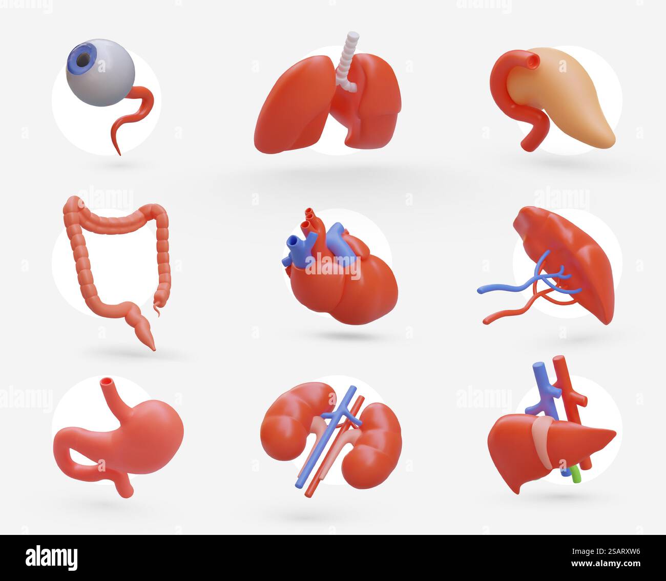 Large collection of realistic human organs icons for medical ...