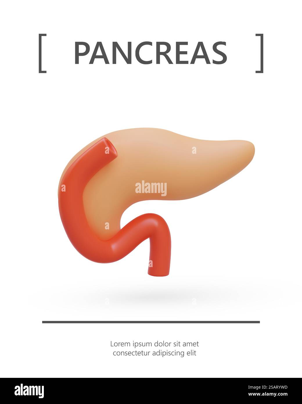 Realistic colored pancreas. Anatomically correct human internal organ ...