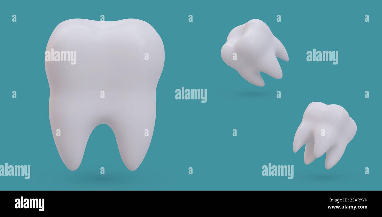 Set of realistic angular teeth. White healthy molar, view from ...