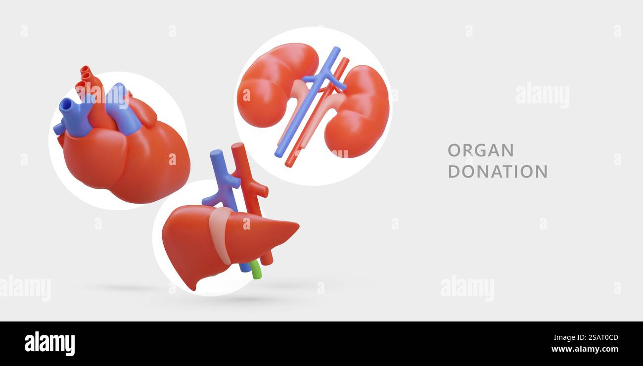 Organ donation transplantation concept with realistic kidneys hi-res ...