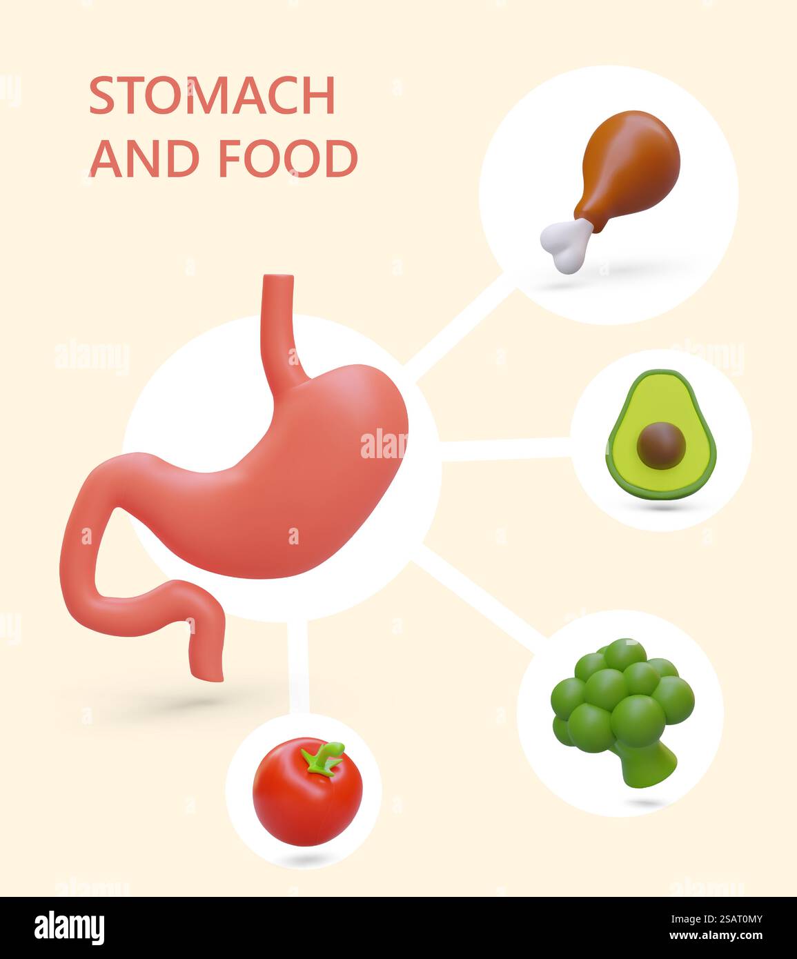 Realistic stomach and food. Meat and vegetables. Chicken leg, avocado ...