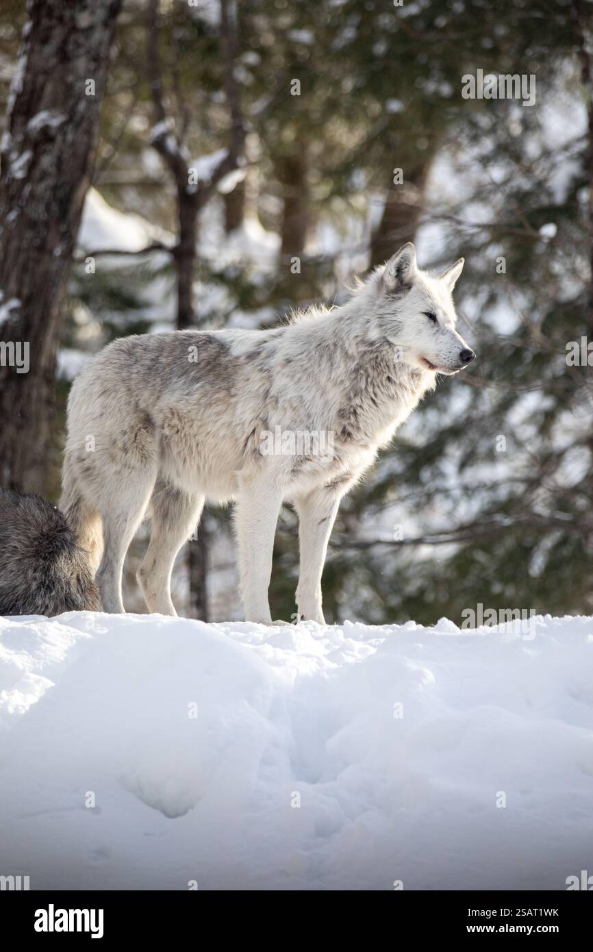 Majestic wolves roam the snowy wilderness of Parc Omega, showcasing ...