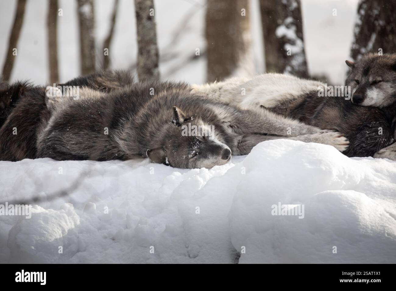 Majestic wolves roam the snowy wilderness of Parc Omega, showcasing ...