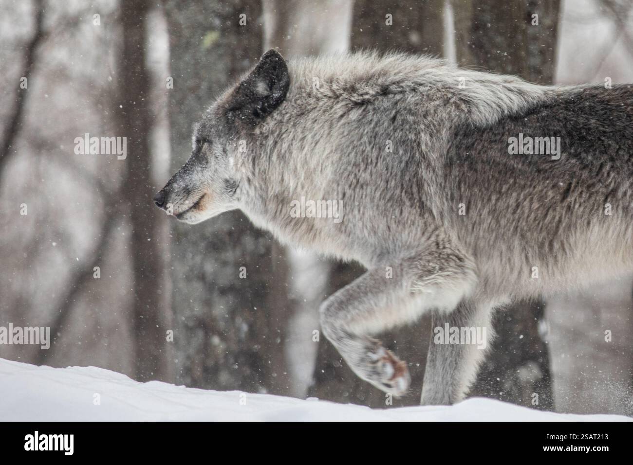 Majestic wolves roam the snowy wilderness of Parc Omega, showcasing ...