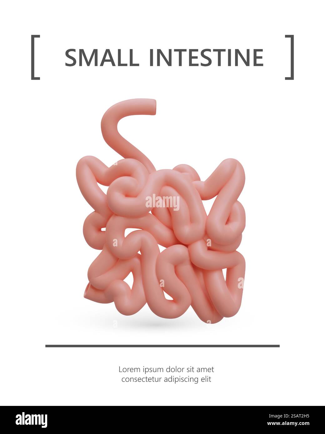 3D small intestine. Realistic human internal organ. Part of ...