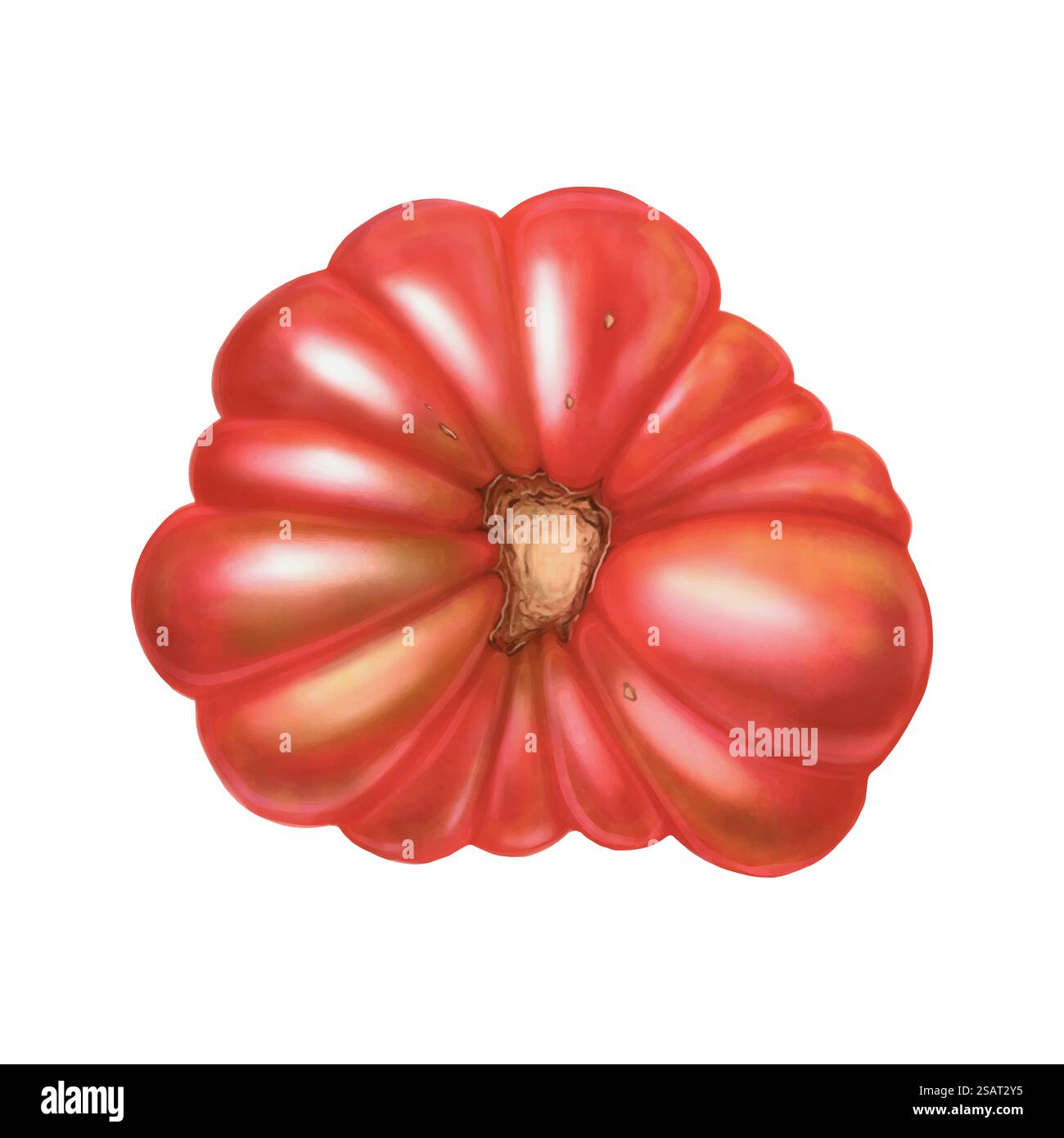 Tomato vector illustration top view. Realistic drawing of vegetable ...
