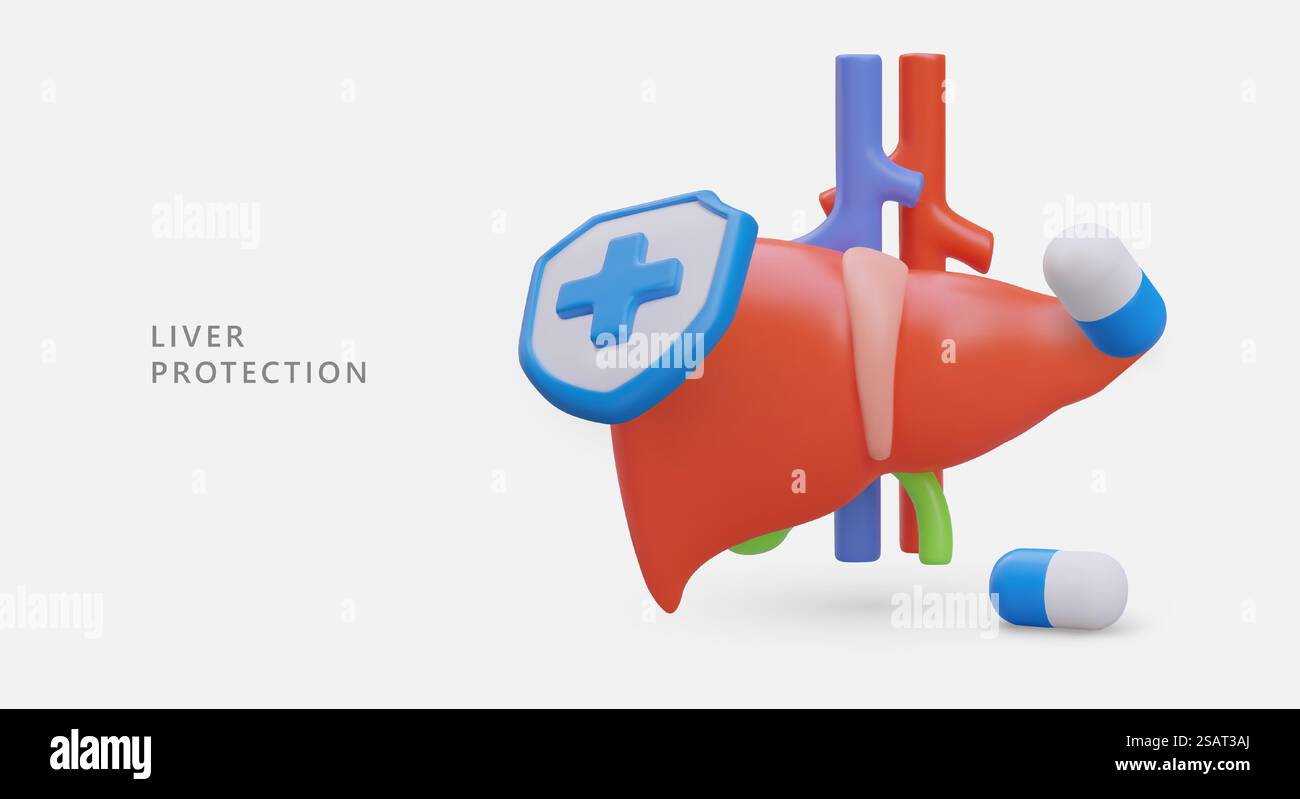 Liver protection. 3D liver with veins, medical shield with blue cross ...