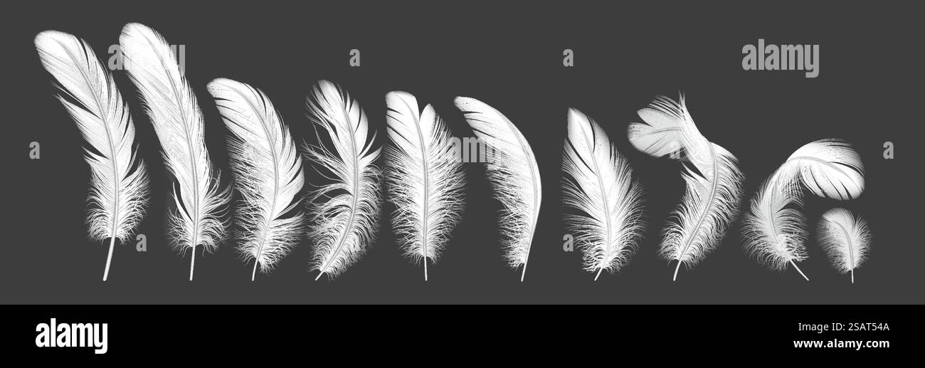 Gentle feathers line realistic vector illustration set. Birds quills ...