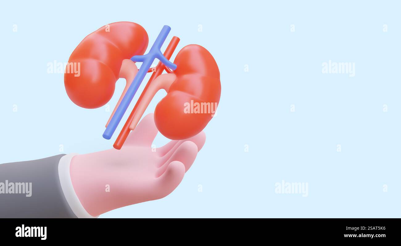 3d hand holding kidneys clinic services hi-res stock photography and ...