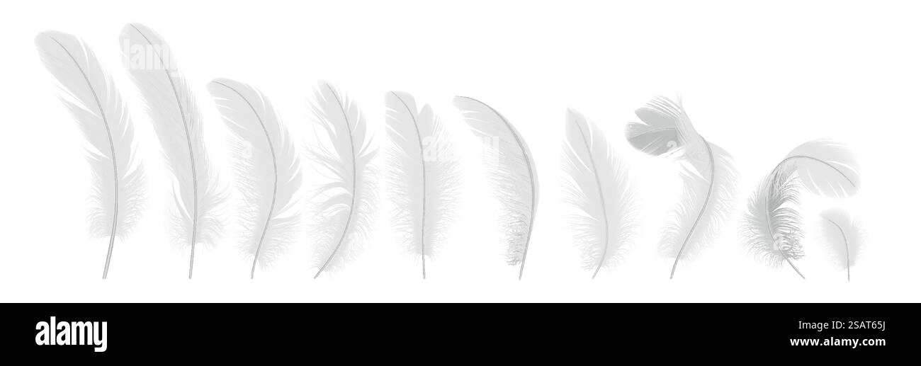 Gentle feathers line realistic vector illustration set. Birds quills ...