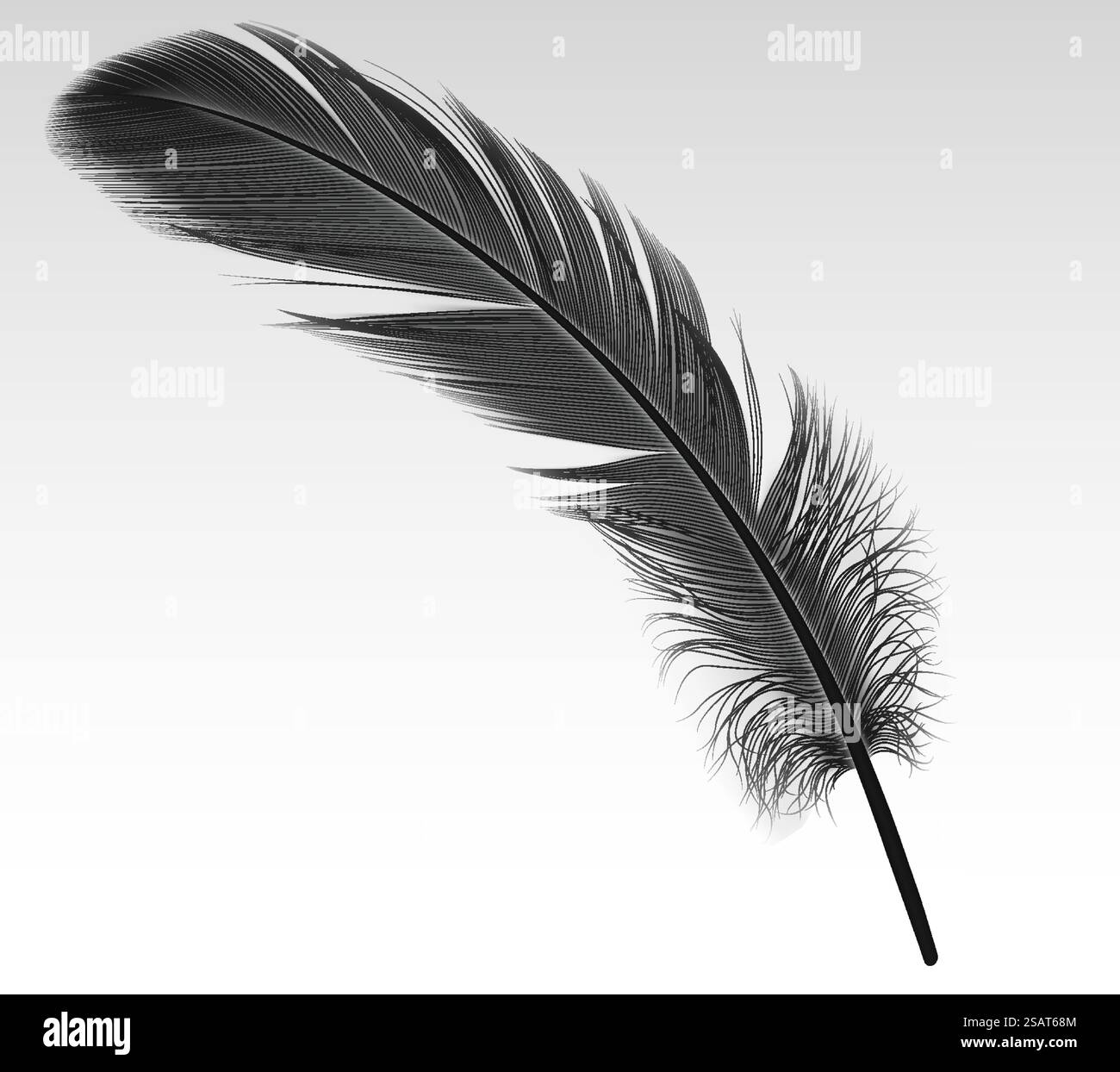 Single black feather realistic vector illustration on white background ...