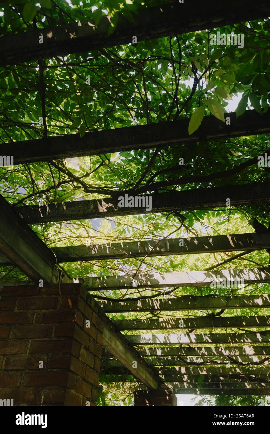 Tree growing through roof hi-res stock photography and images - Alamy