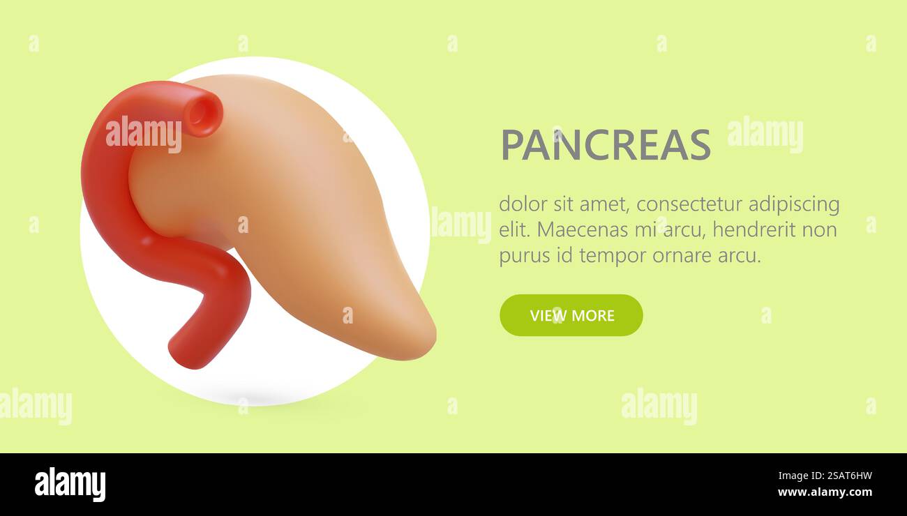Realistic pancreas. Secretion of digestive juices and hormones. Organ ...