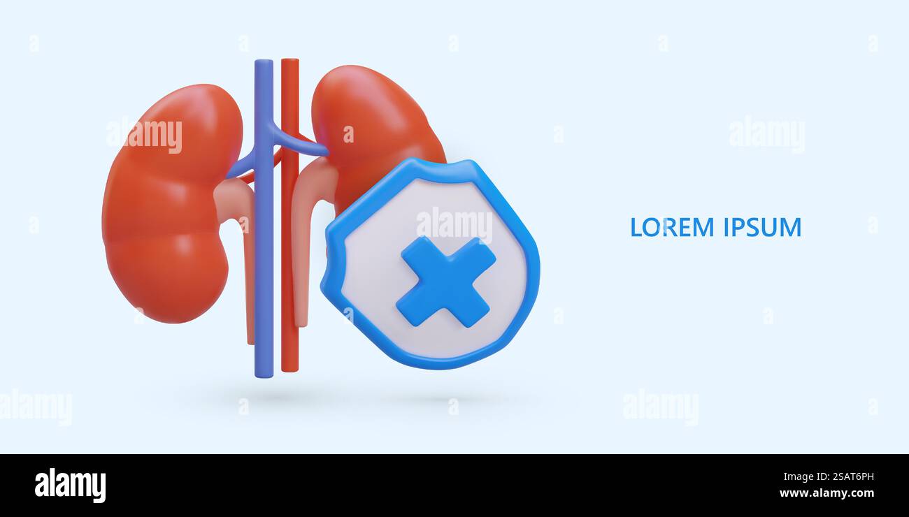 3d kidney model Stock Vector Images - Alamy