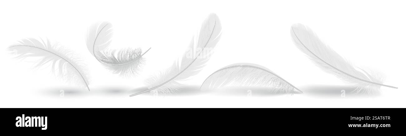 Bird feather shapes group realistic vector illustration set. Flying ...