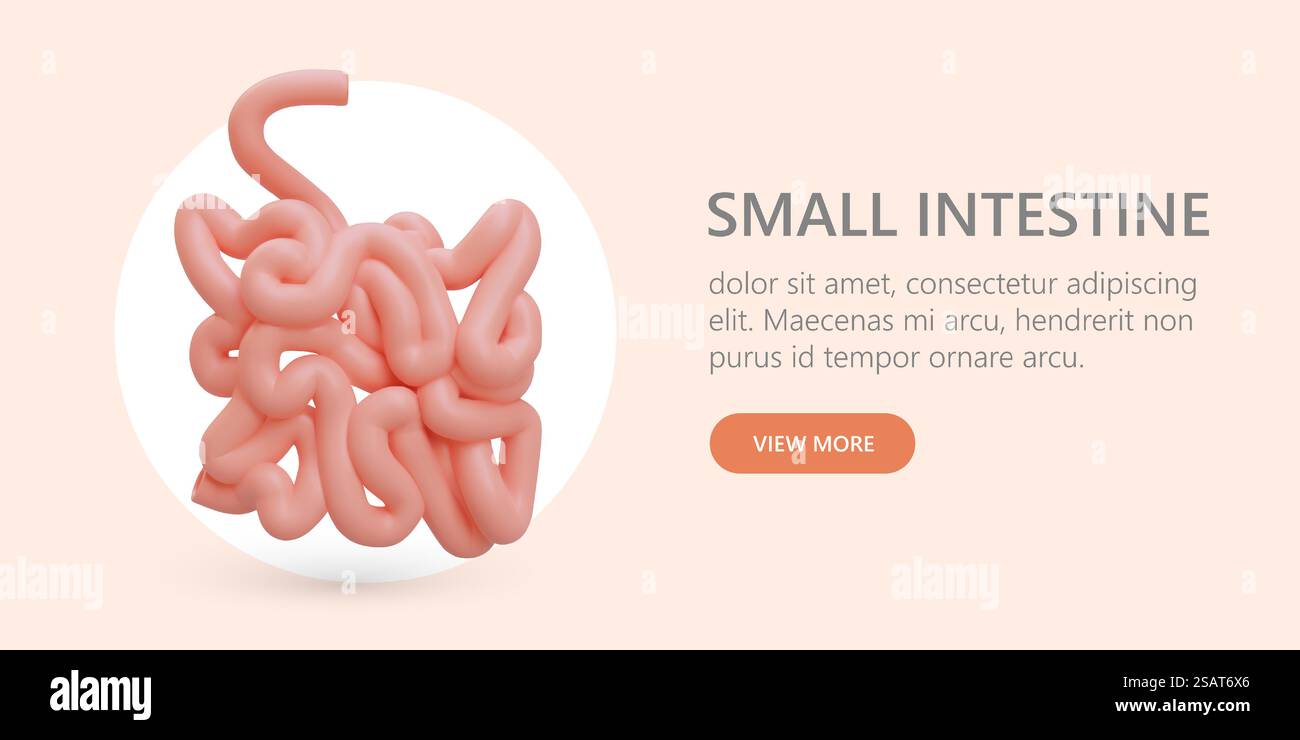 Realistic small intestine. Organ of human digestive system. Web ...