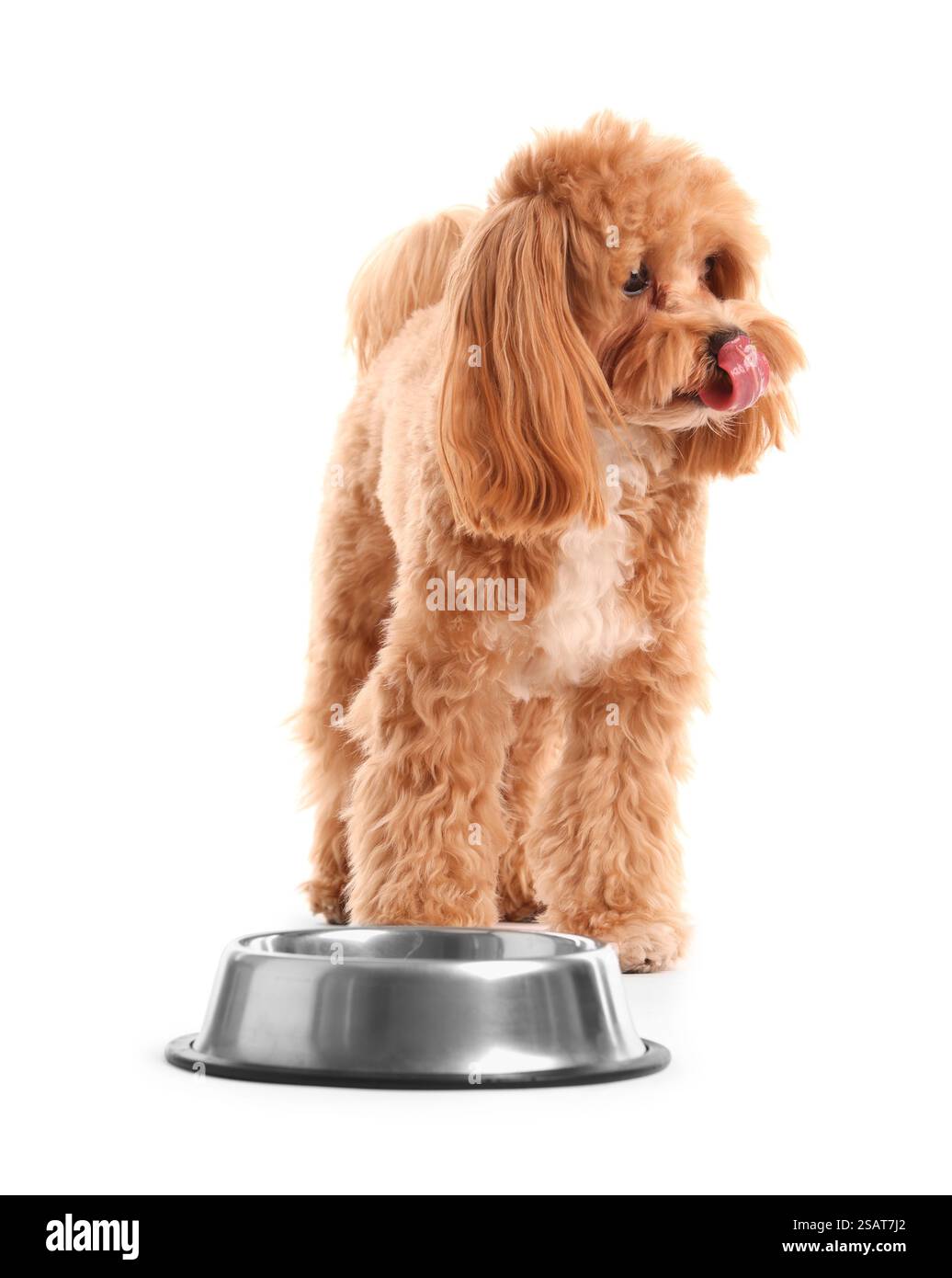 Cute dog eating pet food from feeding bowl on white background Stock ...