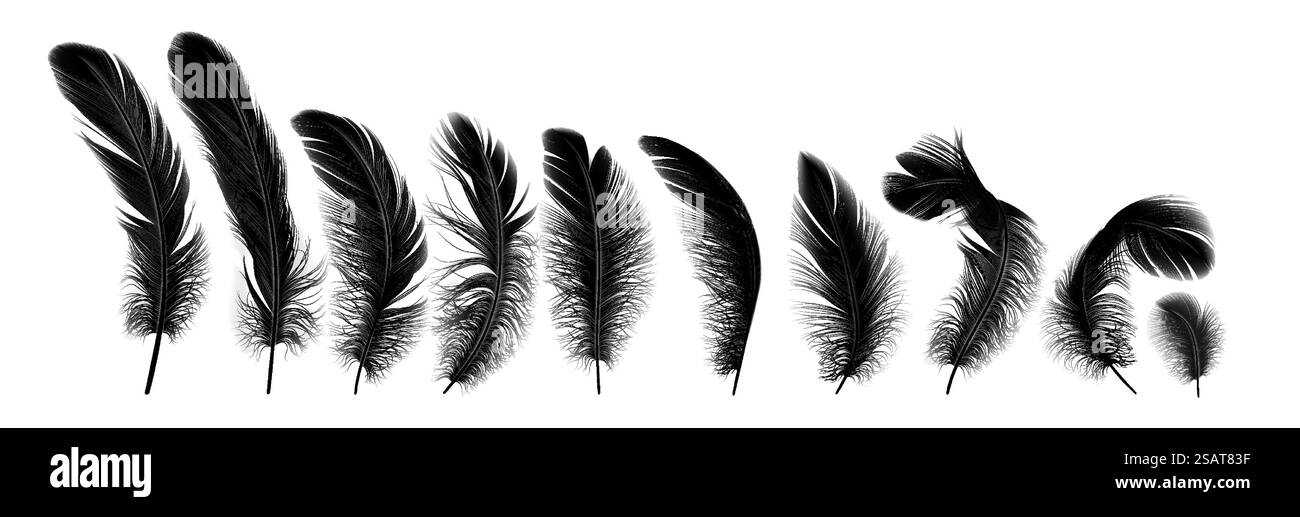 Black feathers group row realistic vector illustration set. Plumes of ...