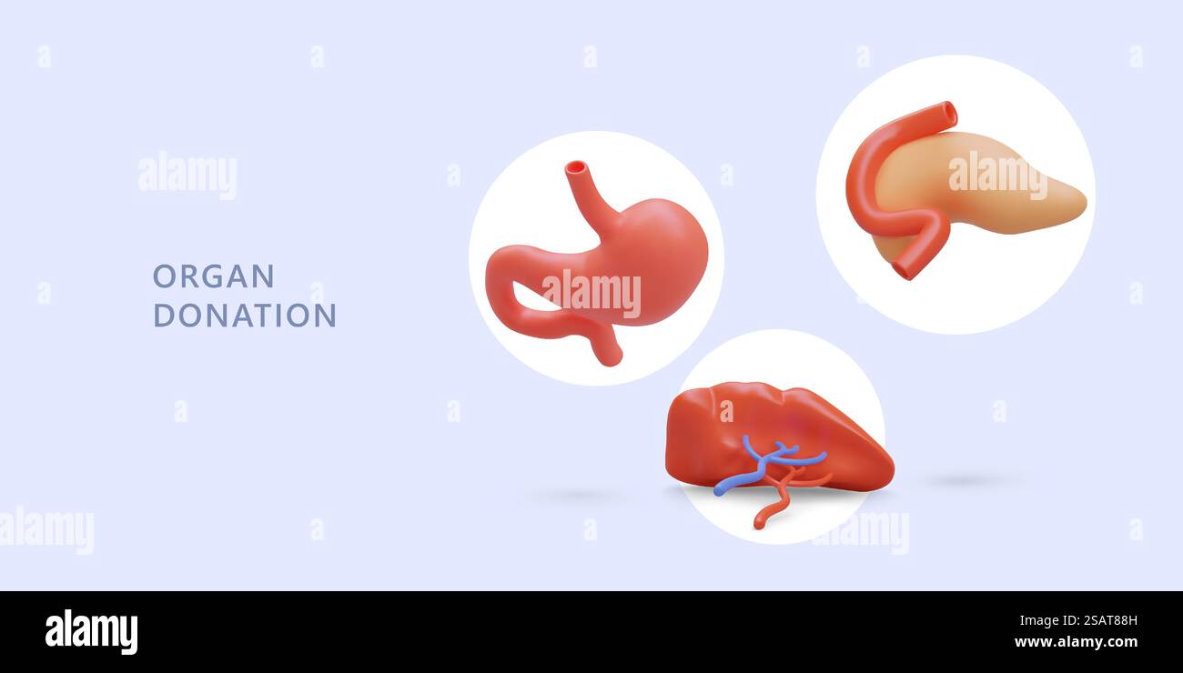 Organ bank donation of internal organs concept with 3d hi-res stock ...