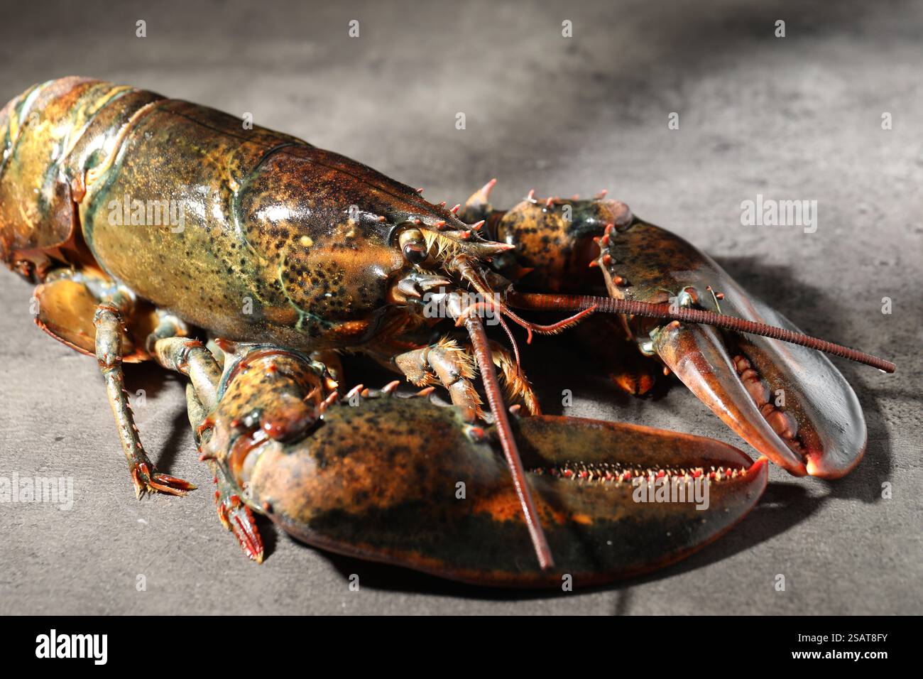 Raw lobster on grey textured table, closeup Stock Photo - Alamy