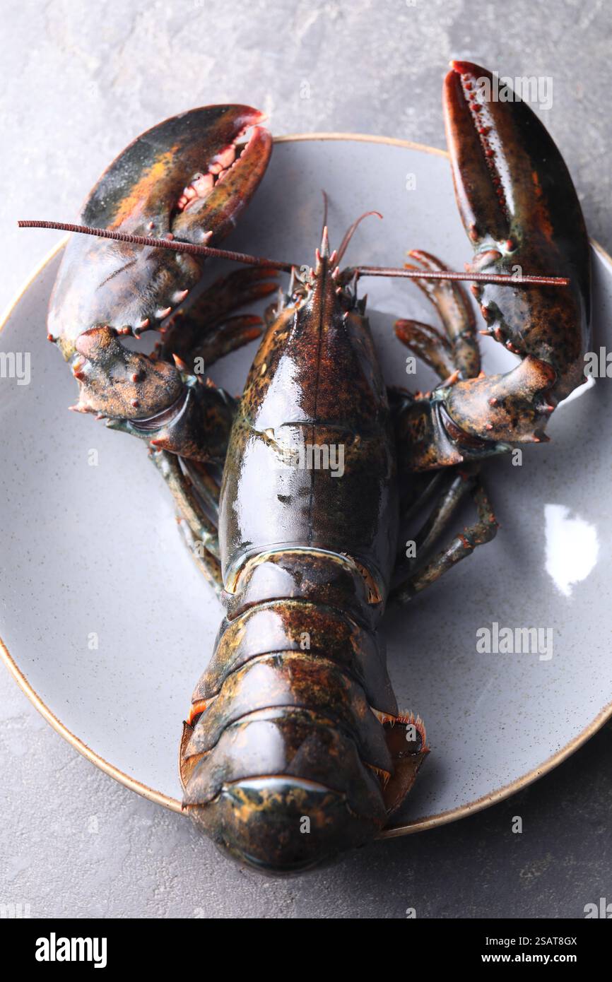 One raw lobster on grey table, above view Stock Photo - Alamy