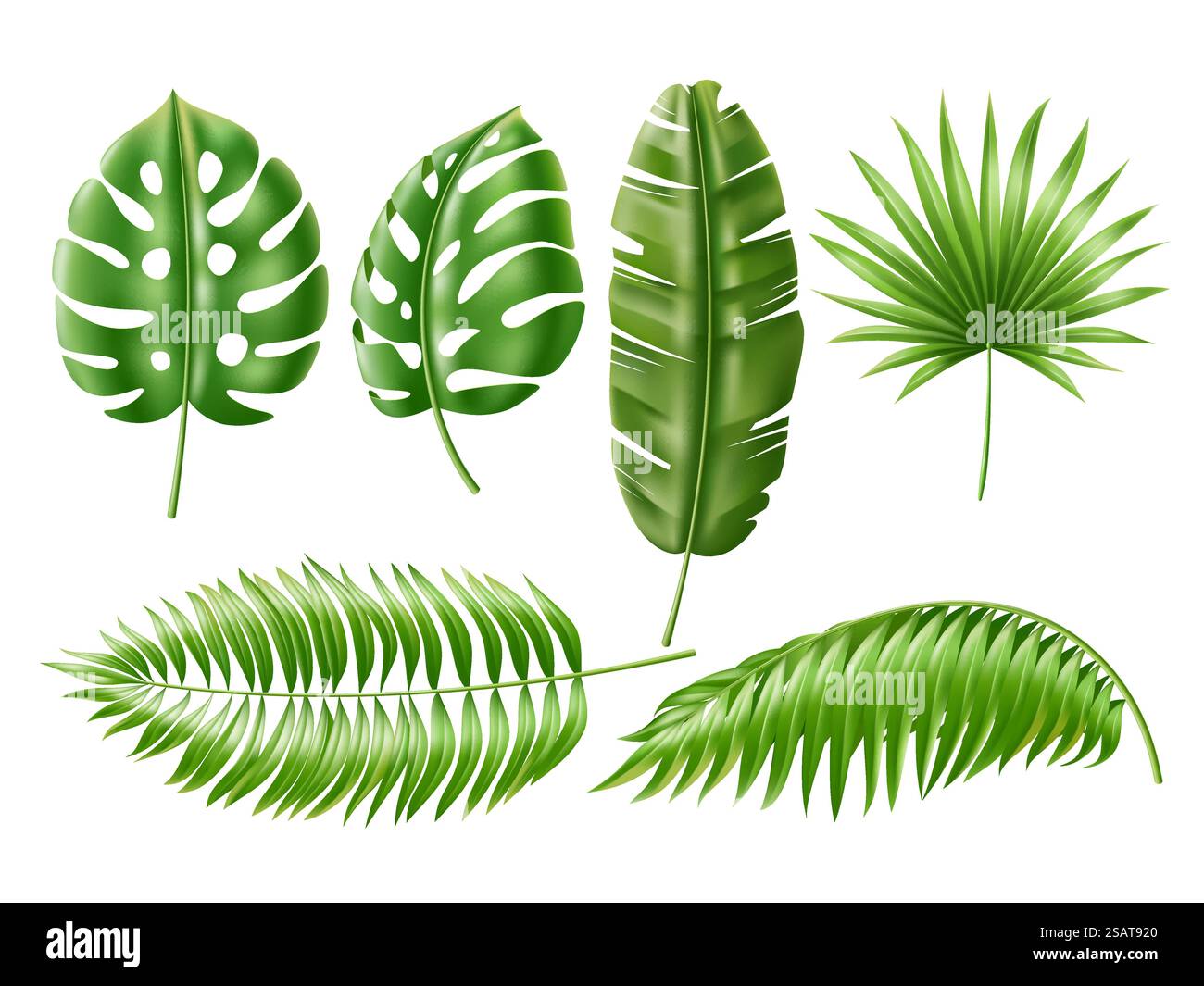 Realistic tropical leaves. Exotic green plants, isolated jungle foliage ...