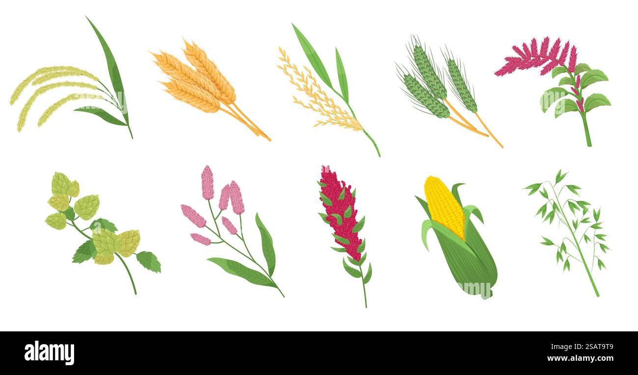 Cereal grasses. Cartoon flat spikelets with grains and seeds ...