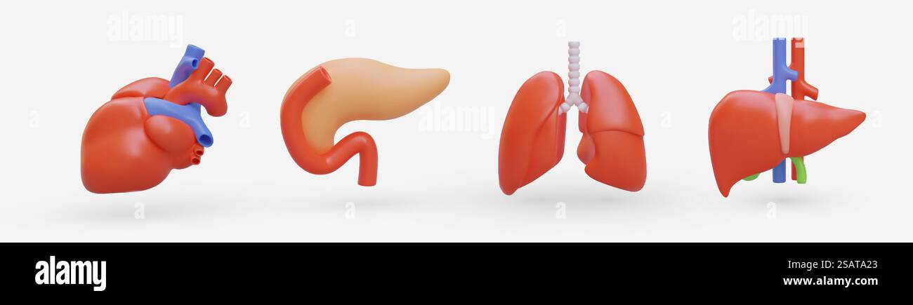 Set of realistic human internal organs. 3D heart, stomach, lungs, liver ...