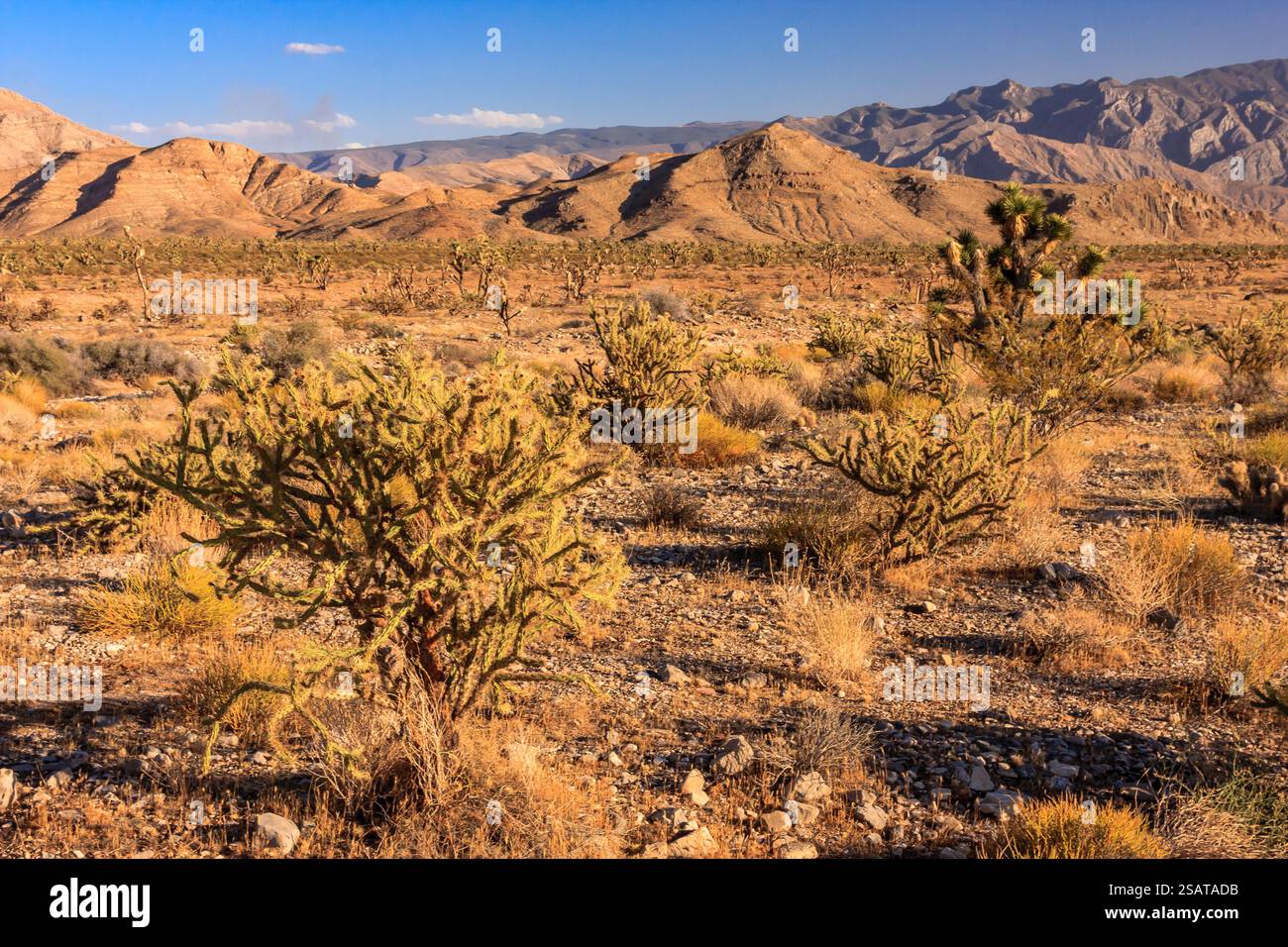 A vast, dry desert landscape with a few trees scattered throughout. The ...