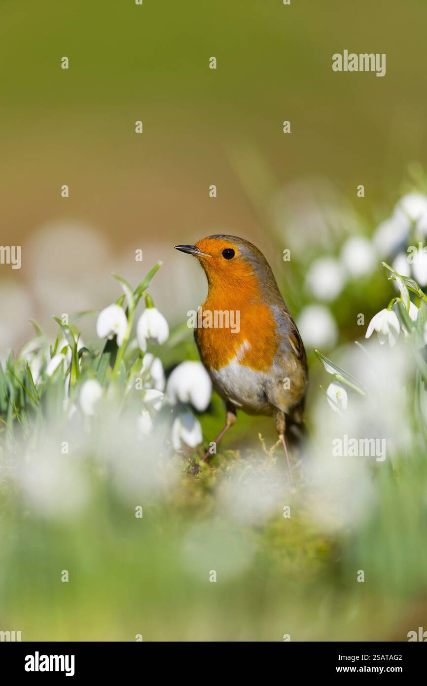 European robin Erithacus rubecula, adult standing among Snowdrop ...