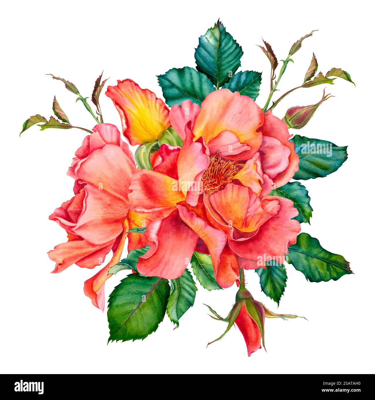 Floral composition of red-yellow roses, buds and leaves. Watercolor ...