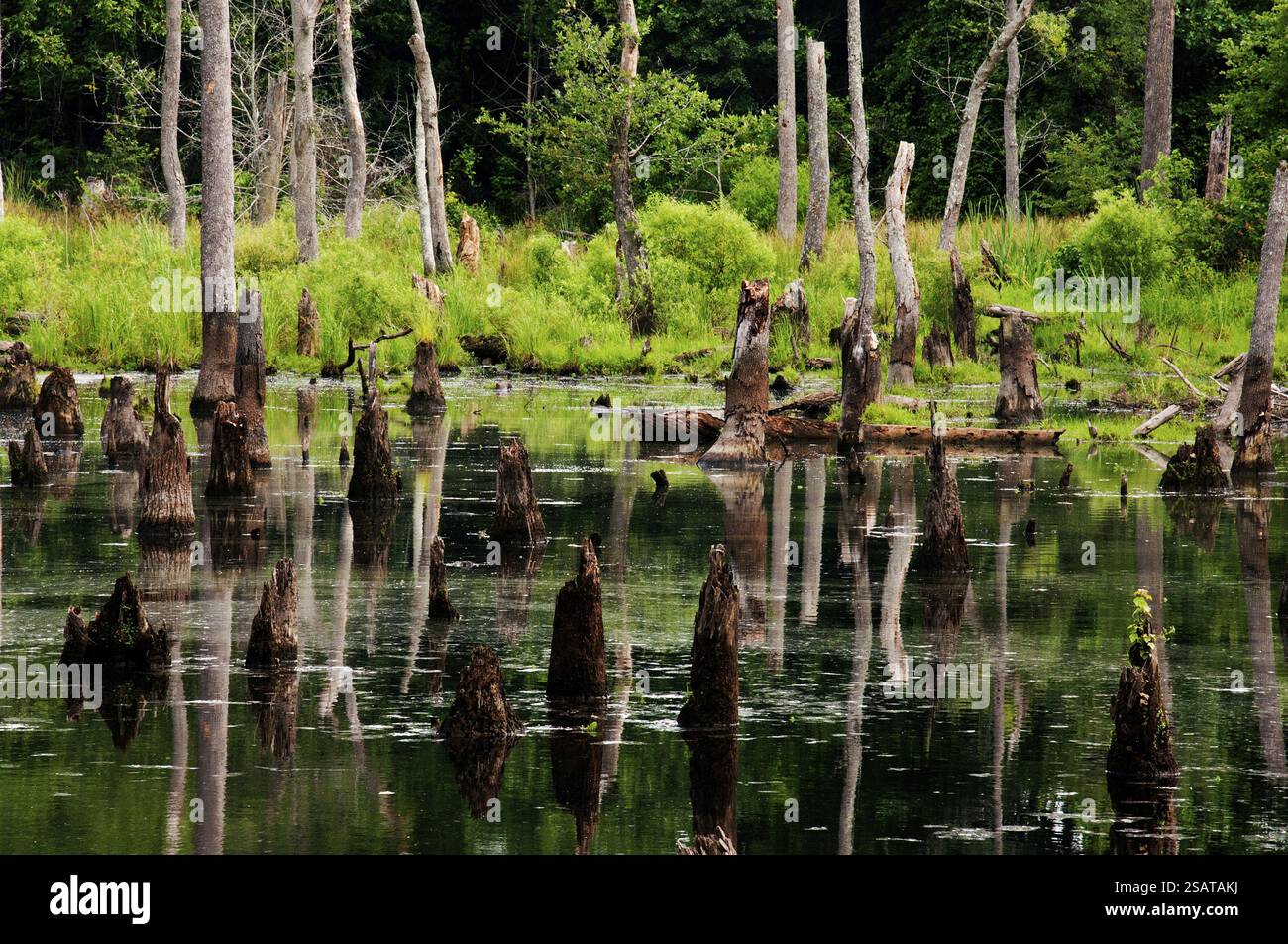 Wetland area in countryside hi-res stock photography and images - Alamy