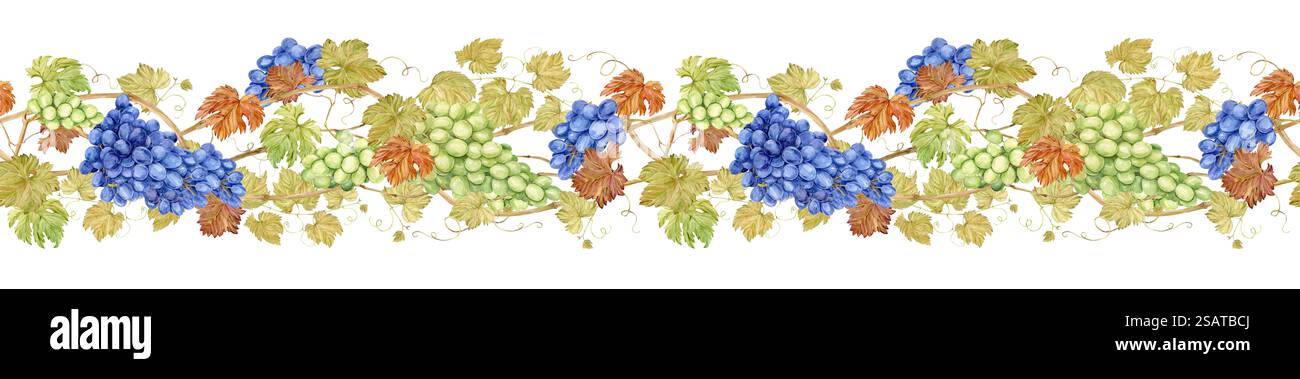 Horizontal pattern of grapevine, foliage, blue and green berries. Watercolor illustration in ...