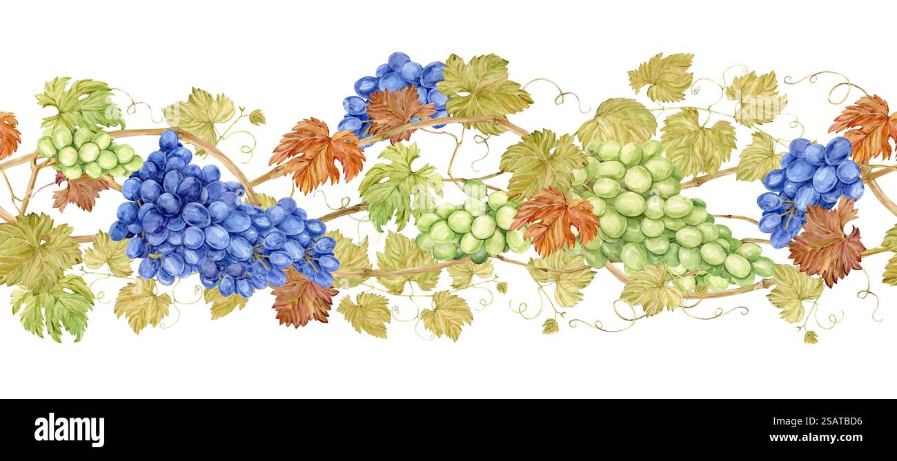 Seamless border of intertwined grape branches. Horizontal pattern of ...