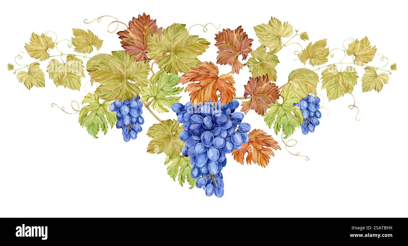 Triangular composition of intertwined grape branches. Watercolor illustration of grapevine with ...