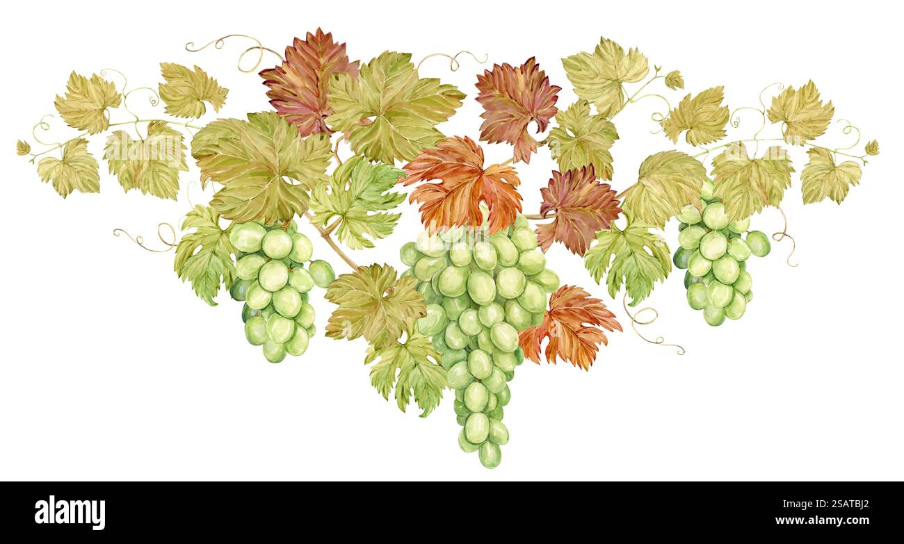 Watercolor composition in retro style. Large grape branch, hand drawn ...